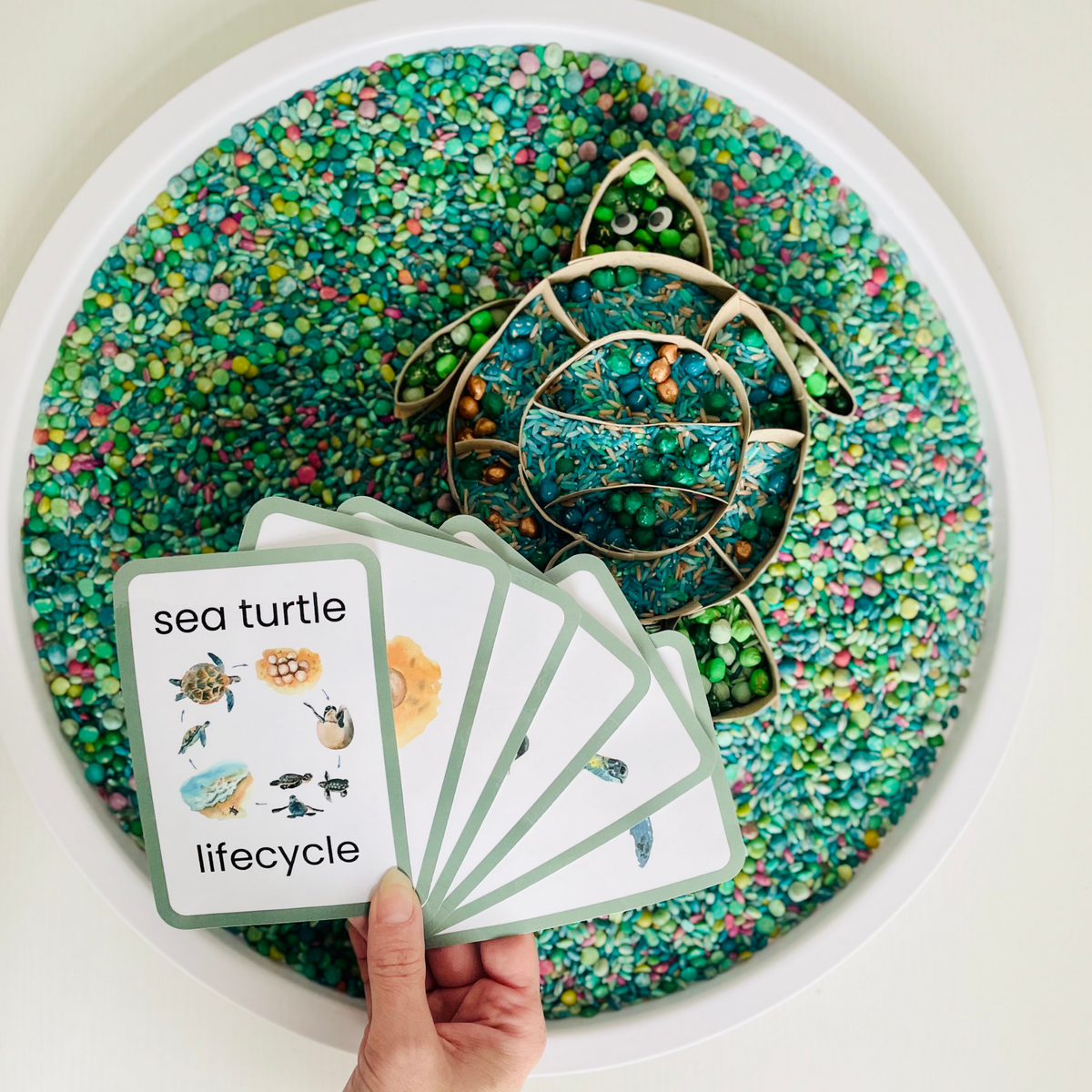 Sea Turtle Lifecycle Flashcards – Play Craft Grow