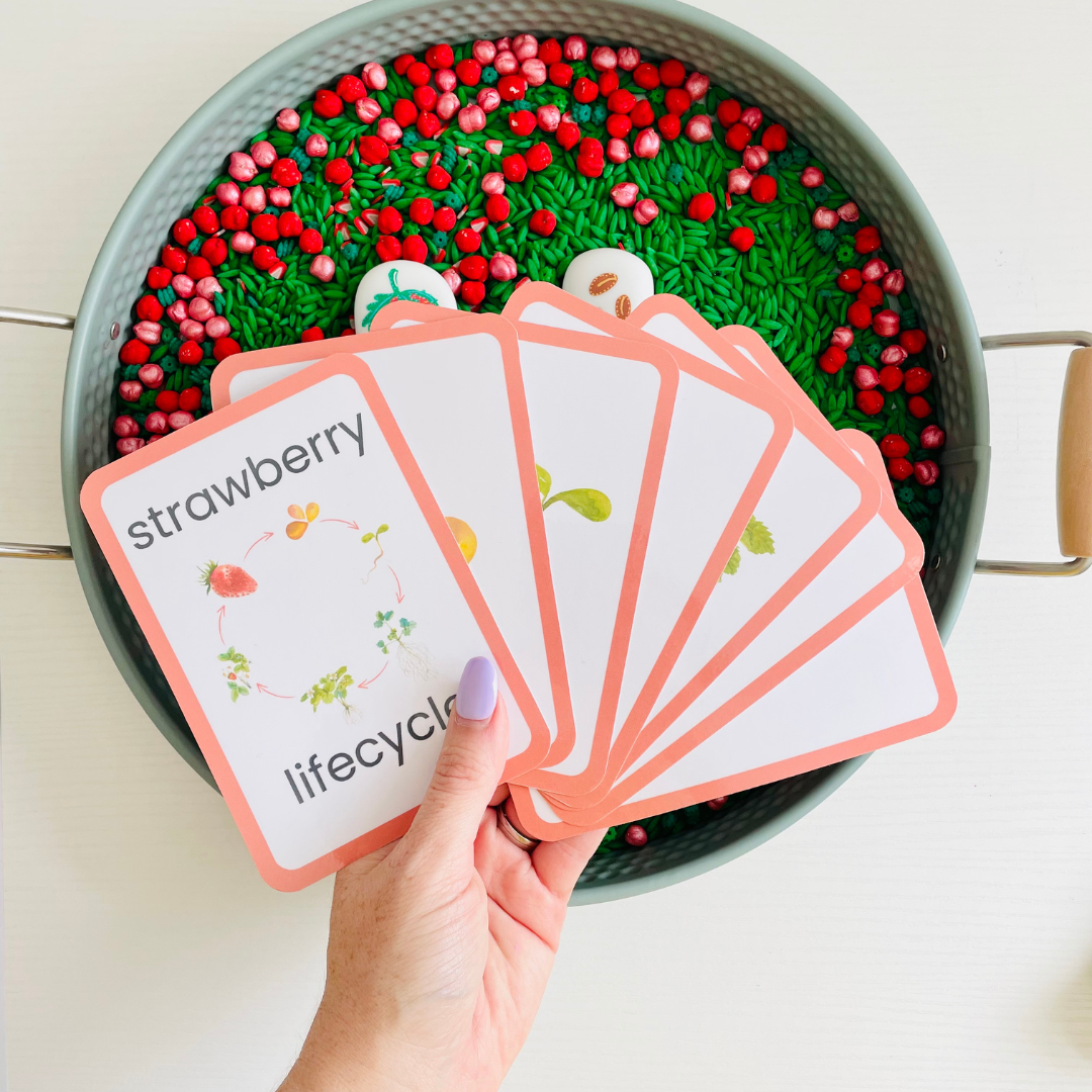 Strawberry Lifecycle Flashcards – Play Craft Grow
