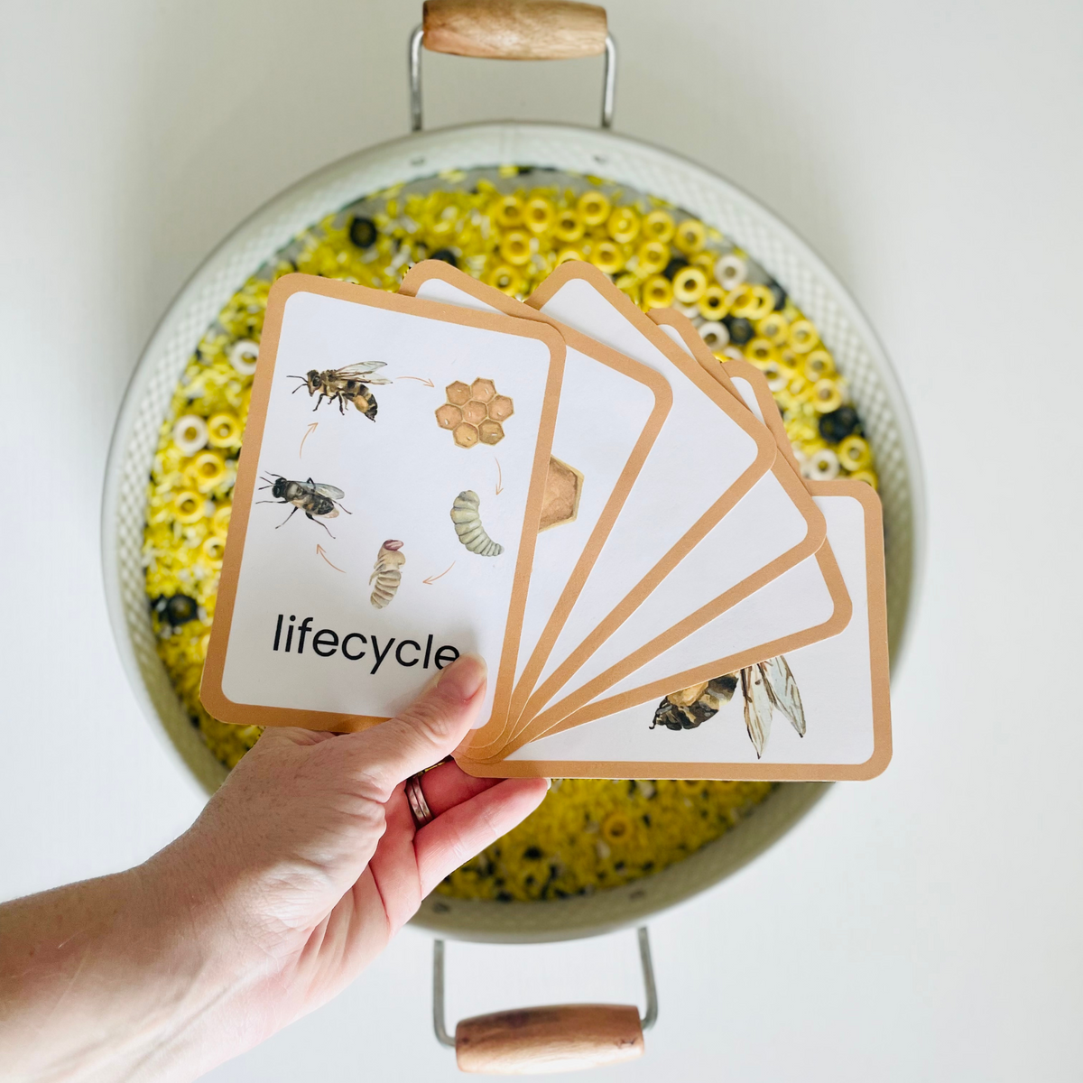 Bee Lifecycle Flashcards – Play Craft Grow