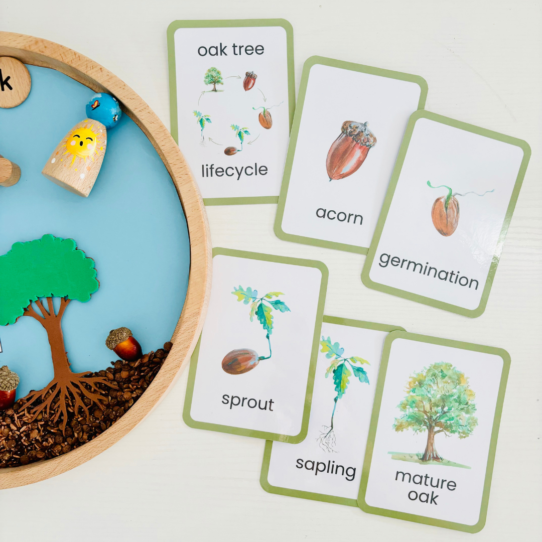 Oak Tree Lifecycle Flashcards – Play Craft Grow
