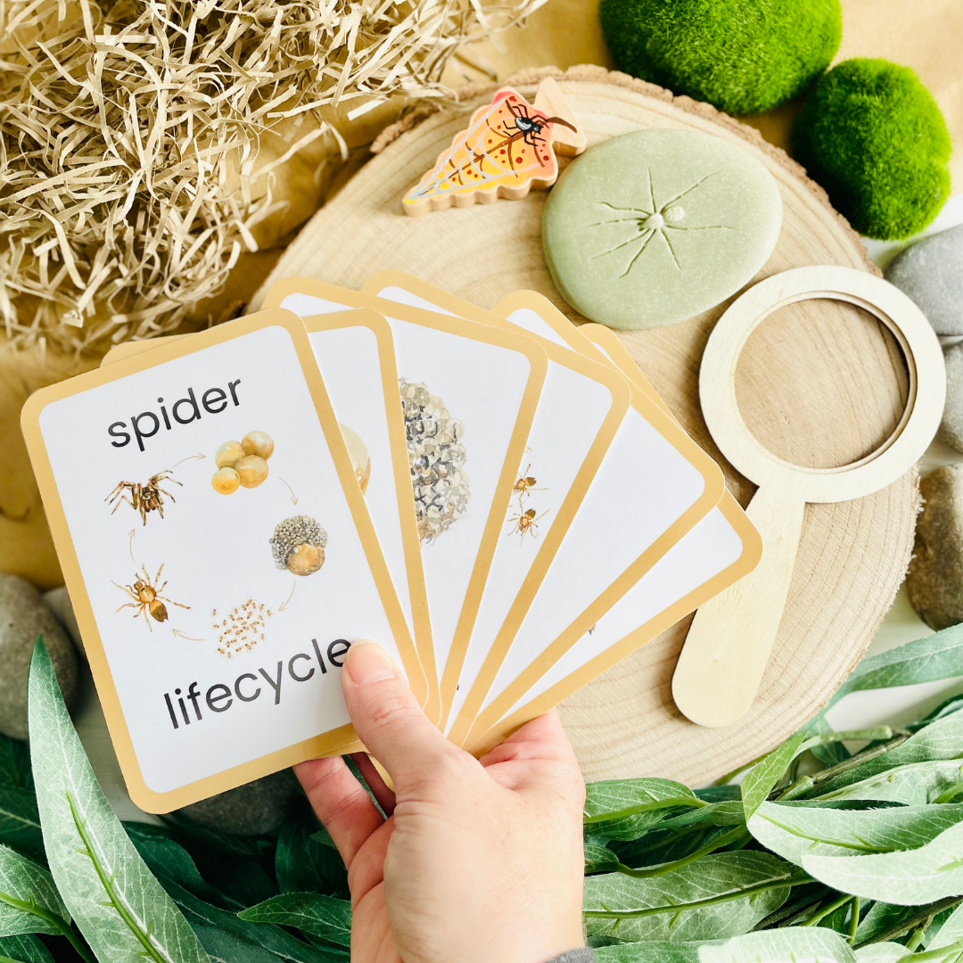Spider Lifecycle Flashcards – Play Craft Grow