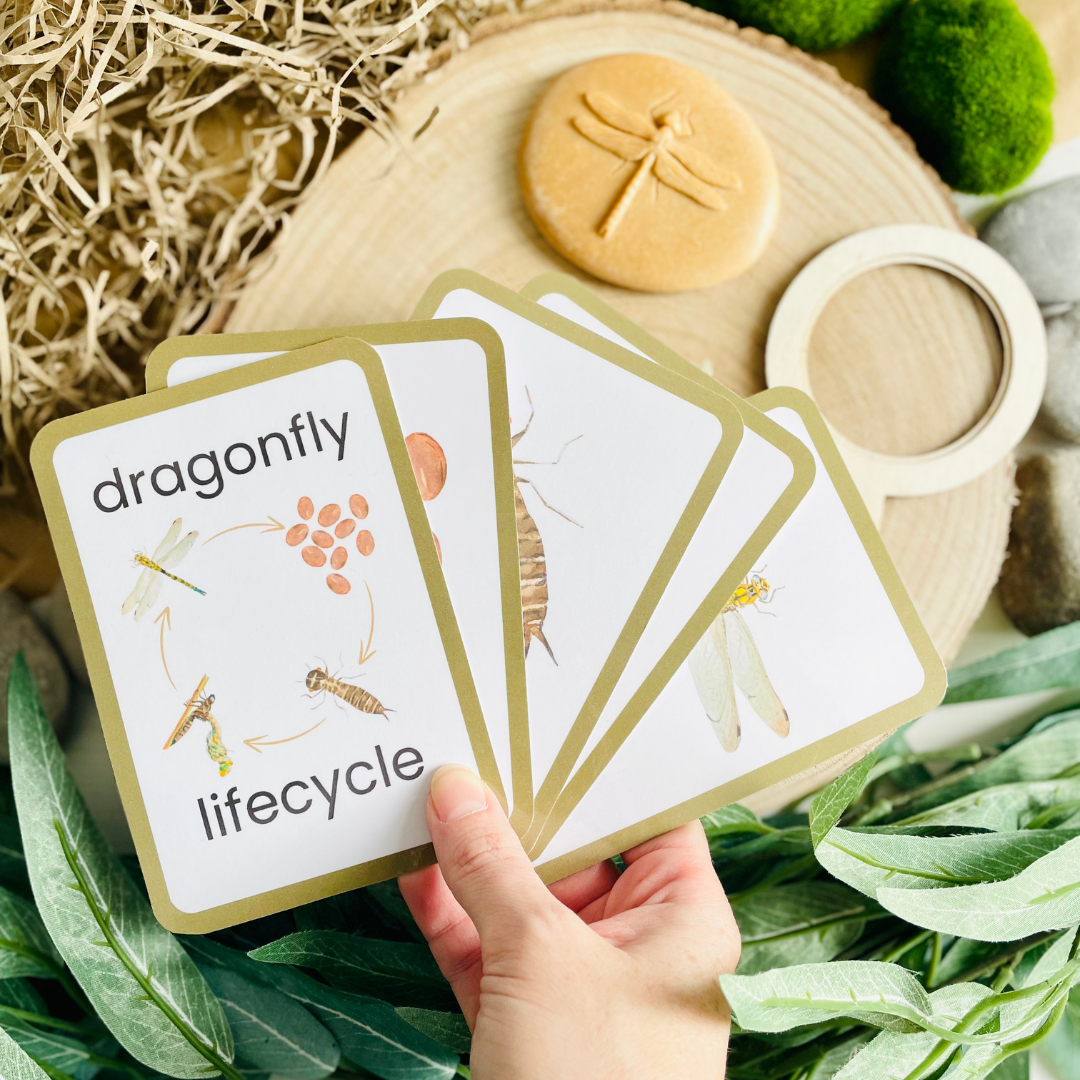 Dragonfly Lifecycle Flashcards – Play Craft Grow